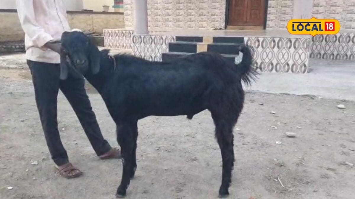 डोक्यावर चंद्रकोर, बोकडाला तब्बल 5 लाख रुपयांची किंमत, ठरतोय मुख्य ...