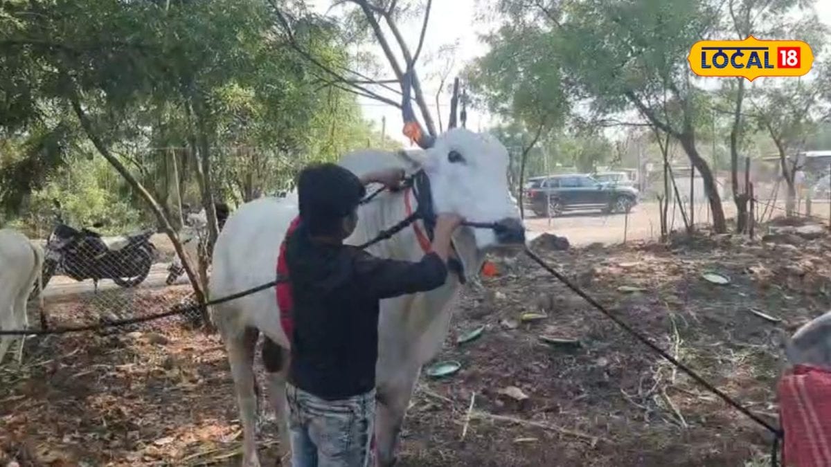 11 वेळा चॅम्पियन, SUV पेक्षाही महाग, सोन्याचा असाही दरारा, मालकालाही ...