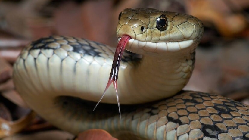 Snake : घरात लावा फक्त एक झाड... विषारी साप आसपासही फिरकणार नाही ...
