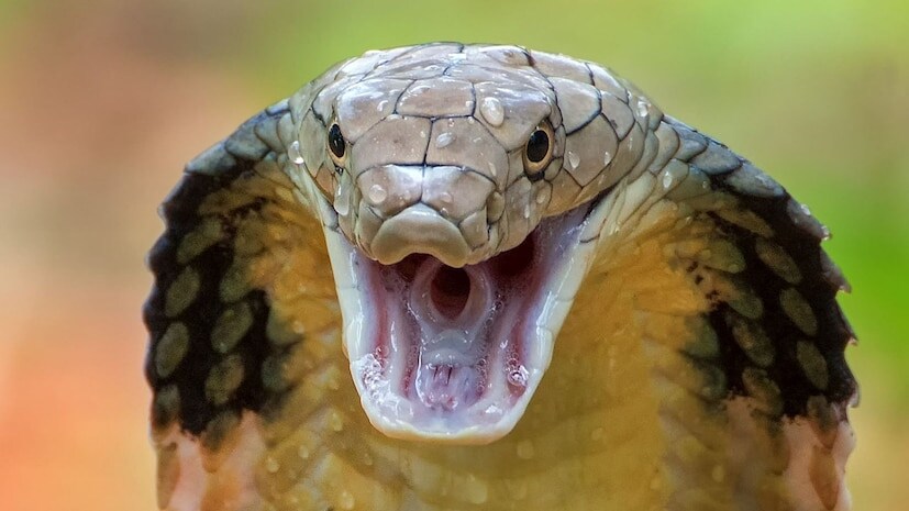 Snake : घरात लावा फक्त एक झाड... विषारी साप आसपासही फिरकणार नाही ...