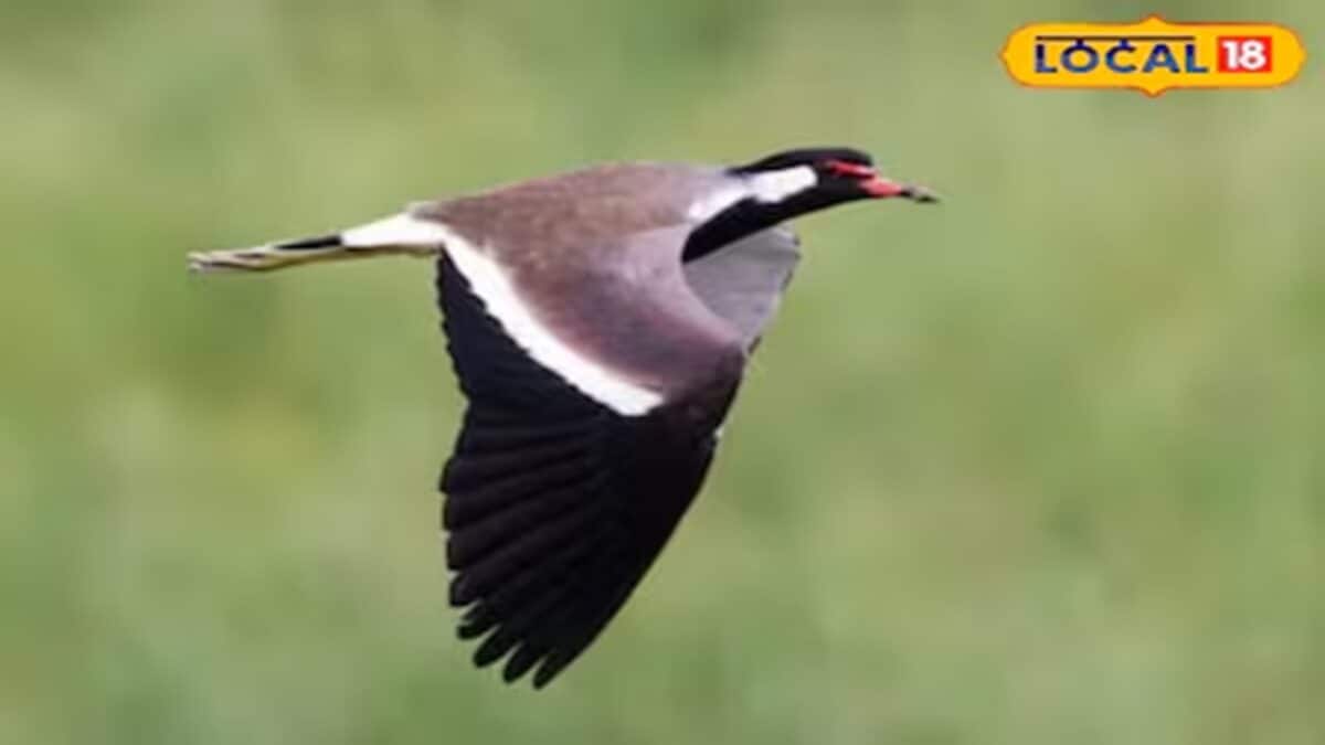 पावसाचा अचूक अंदाज सांगणारा हा पक्षी! हवामान खातंही फेल, इंटरेस्टिंग ...