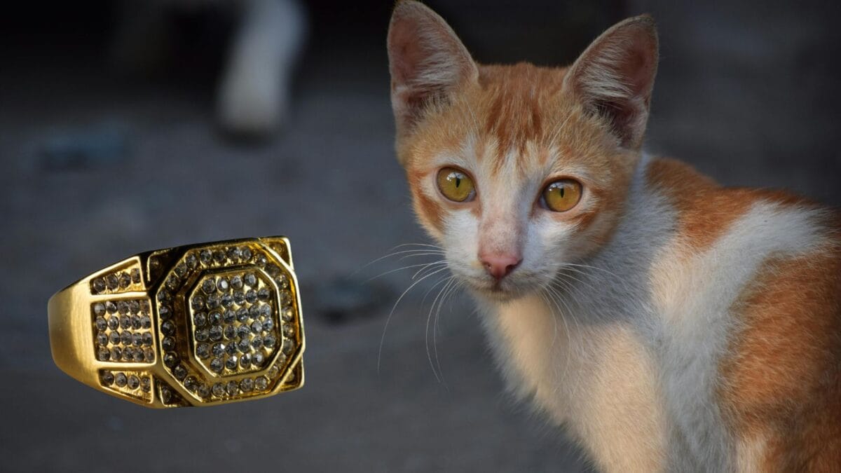 Cat: जावई बापूसाठी मांजरीचा गेला जीव, विष्ठा करेल म्हणून घरातच बांधून ...