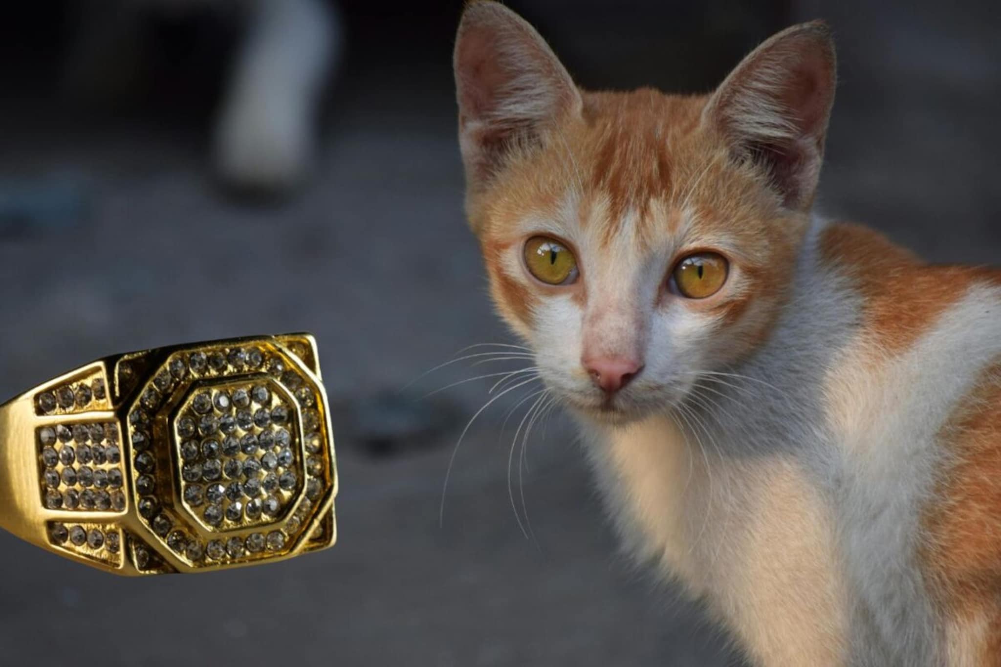 Cat: जावई बापूसाठी मांजरीचा गेला जीव, विष्ठा करेल म्हणून घरातच बांधून ...