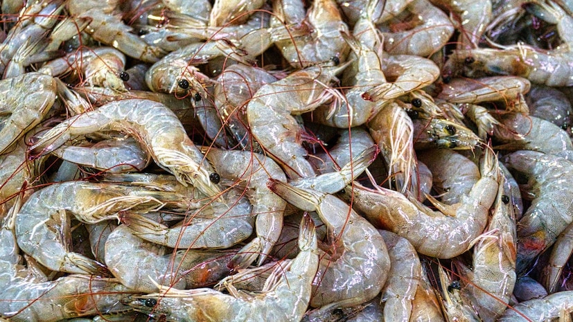 Prawns : कोळंबीच्या पाठीवरील काळी रेषा म्हणजे नस असते का? ती न काढता ...