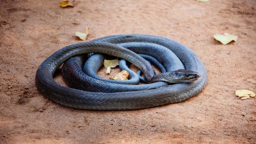 Snake : पावसाळ्यात सापाचा धोका, लगेच करा हे 5 सोपे उपाय, घराच्या ...