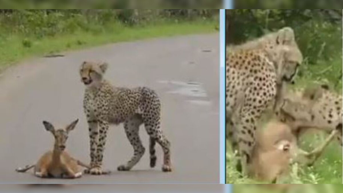 ମା’ ଦେଖ୍, ମୁଁ ଶିକାର କରିଛି! ହରିଣର ବେକକୁ ଧରି ଚିତା ବାଘ ଛୁଆର VIDEO ଭାଇରାଲ୍ ...