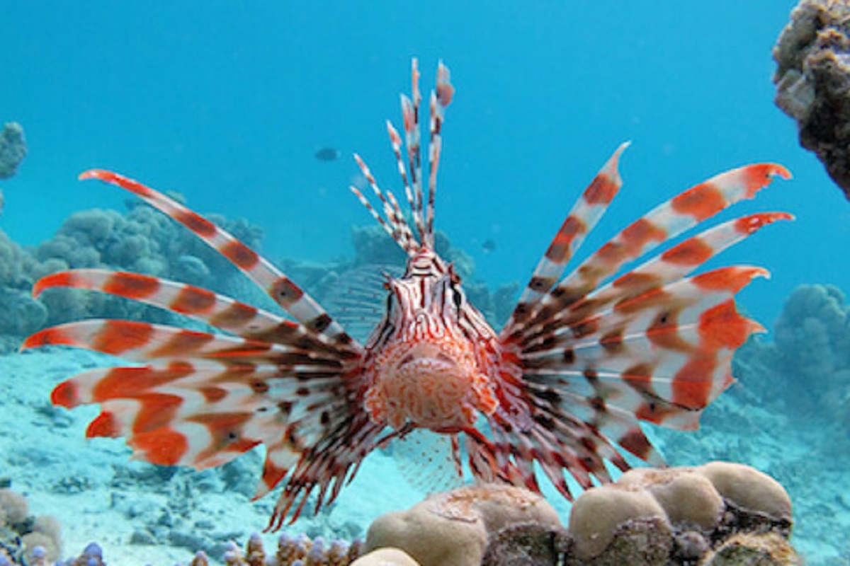 lionfish can paralyse and kill humans uk fisherMan catches this deadly ...
