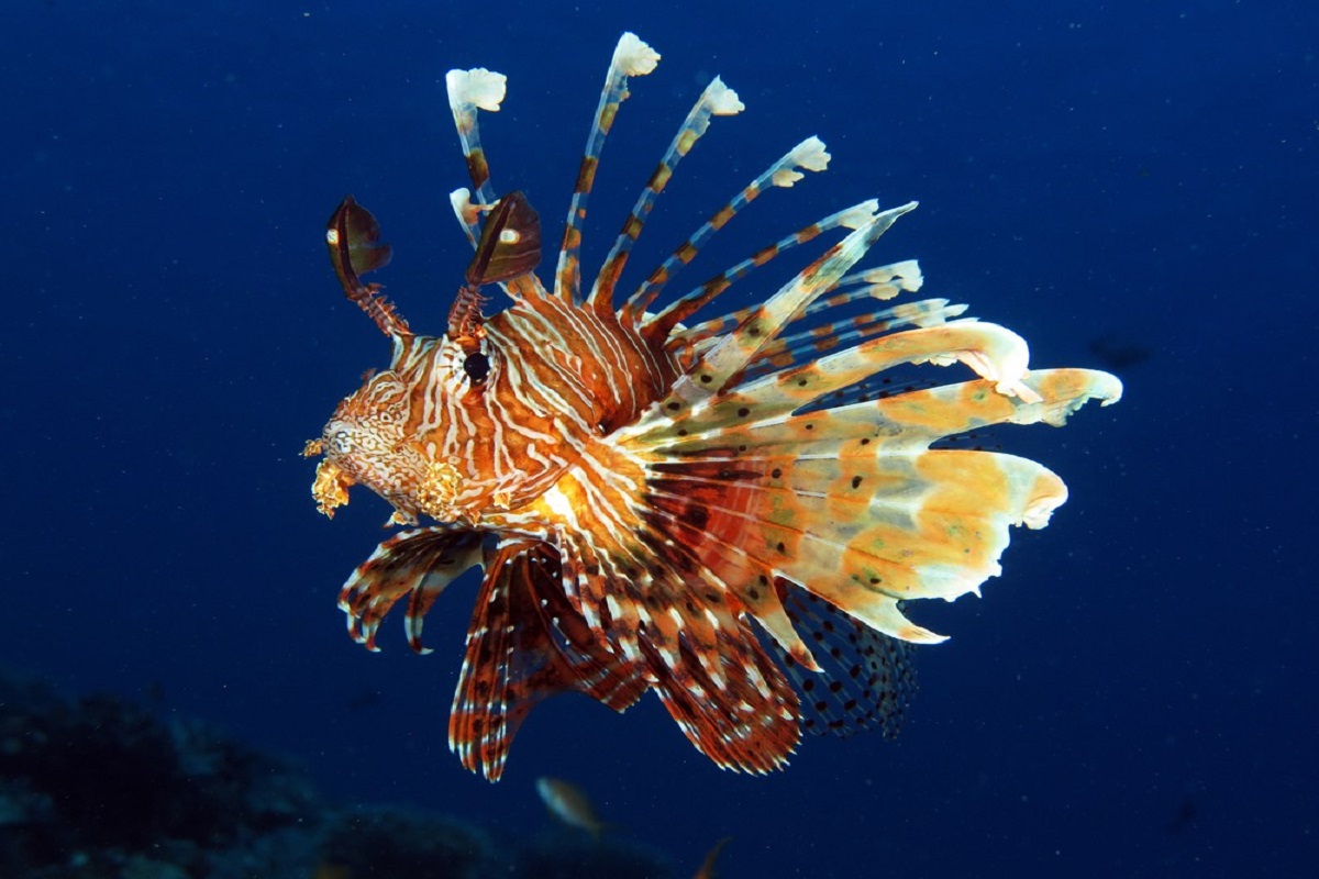 lionfish can paralyse and kill humans uk fisherMan catches this deadly ...