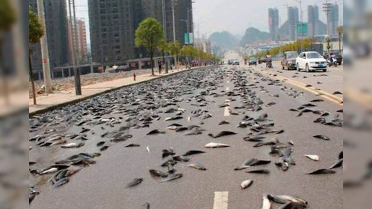 Mystery of Honduras fish rain from 100 years remains unsolved ଏହି ...