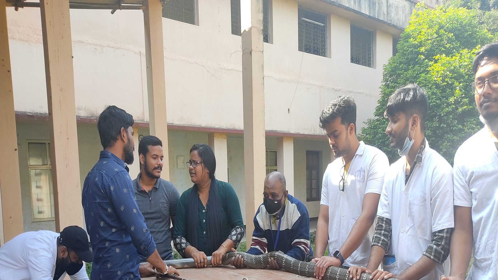 Bone broken Ahiraj snake plastered ଅହିରାଜ ସାପର ହୋଇଛି ପ୍ଲାଷ୍ଟର; ମାସେ ...