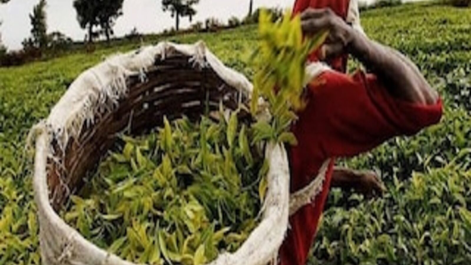 Sri lanka s economic crisis become opportunity for indian tea exporters ...
