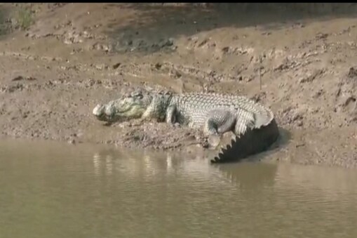 ଭିତରକନିକାରେ ପର୍ଯ୍ୟଟକଙ୍କୁ ଫୁଲ ମାଳ ଦେଇ ସ୍ୱାଗତ; ଉଦ୍ୟାନରେ କରାଯାଇଛି ...