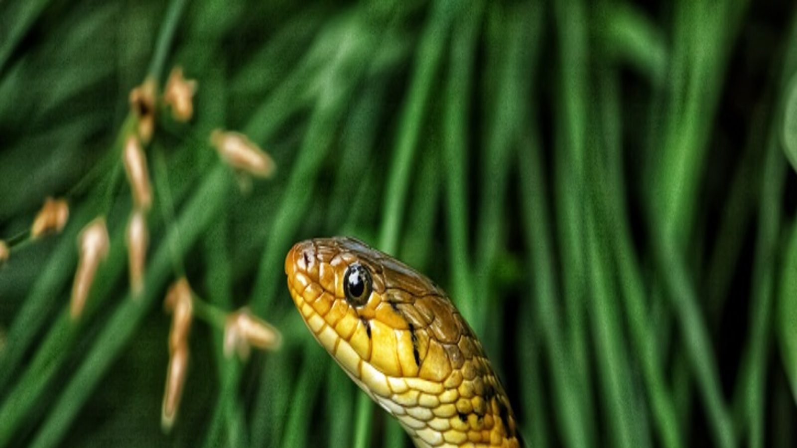 ଗୃହମନ୍ତ୍ରୀ ଅମିତ ଶାହଙ୍କ ବାସଭବନରୁ ଉଦ୍ଧାର ହେଲା ୫ ଫୁଟିଆ ସାପ 5 foot snake ...