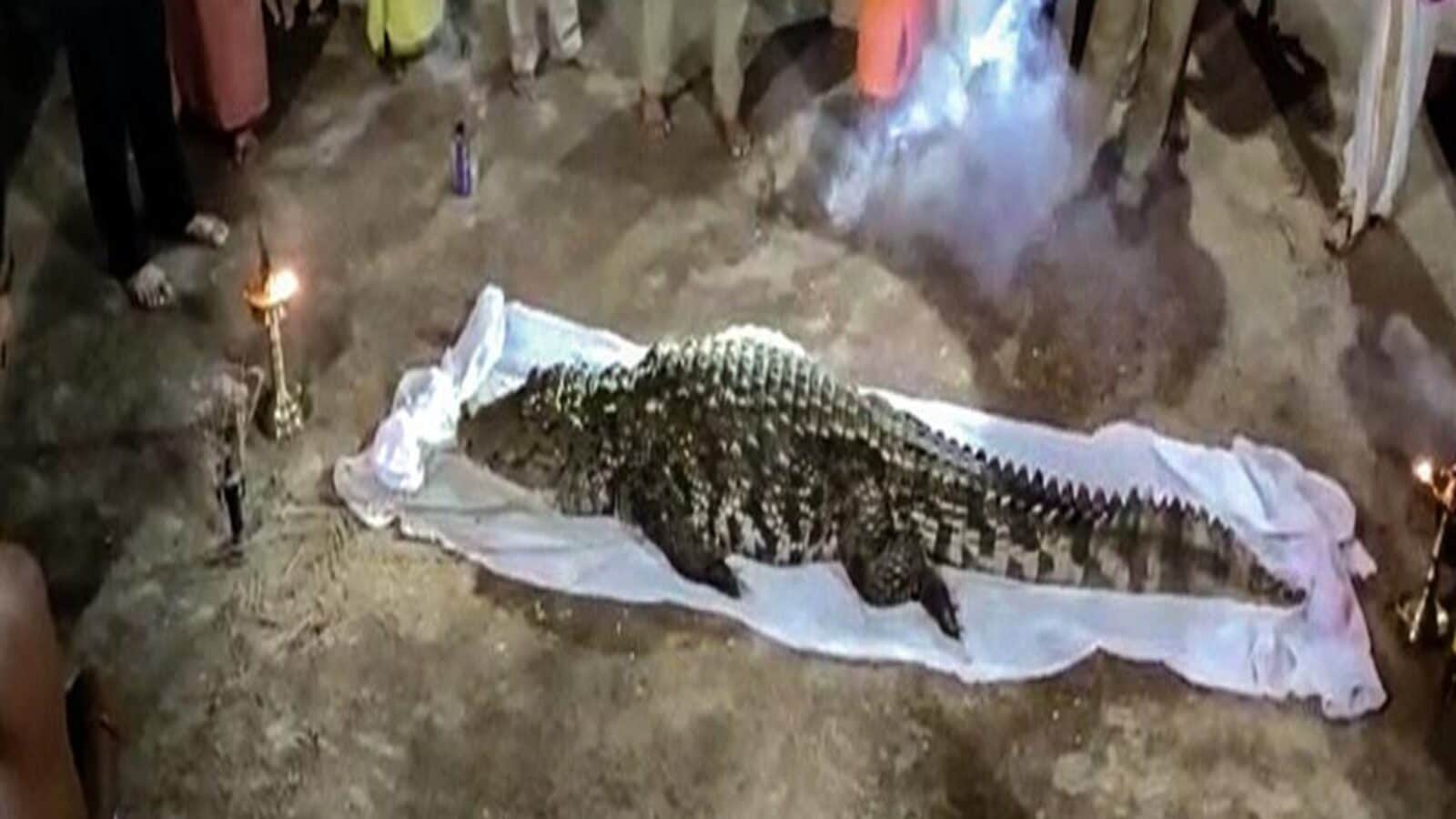 କୁମ୍ଭୀରକୁ ଝୁରୁଛନ୍ତି ଲୋକେ; ମୃତ୍ୟୁ ପରେ ଅଞ୍ଚଳବାସୀଙ୍କ ଆଖିରେ ଲୁହ vegetarian ...