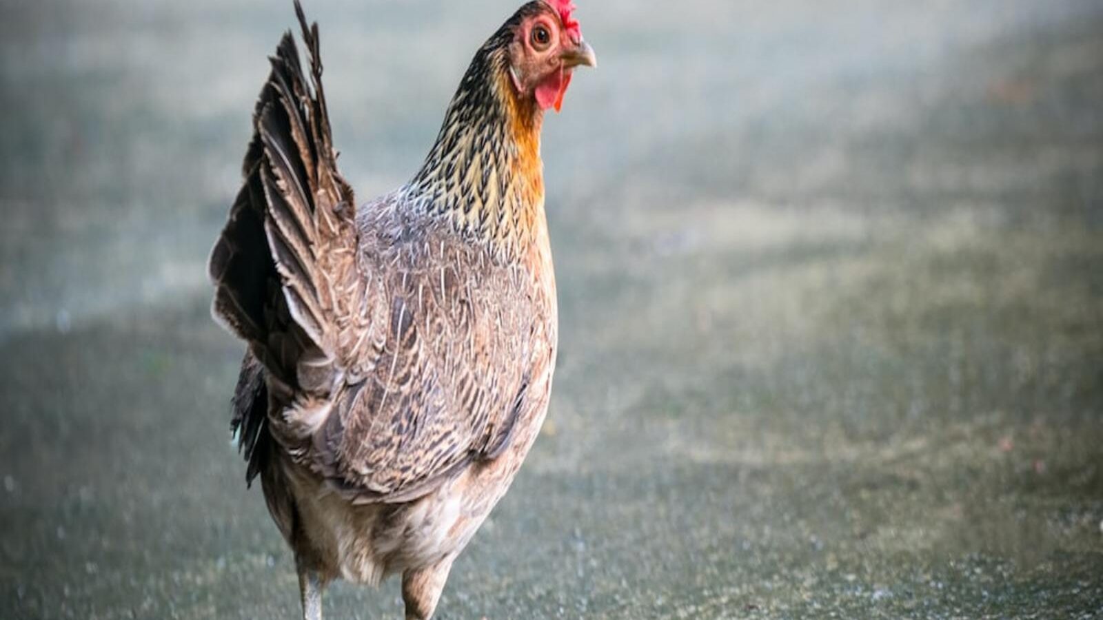 ଦୁଷ୍ଟ ଆତ୍ମାଠୁ ଦୂରେଇ ରଖିବା ପାଇଁ ଦେବାକୁ ଯାଉଥିଲେ କୁକୁଡ଼ା ବଳି; ଲିଫ୍ଟରୁ ଖସି ...