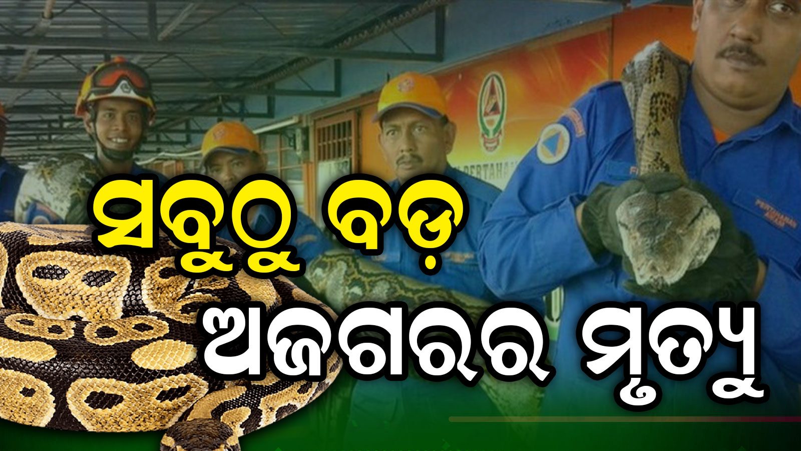 ଦୁନିଆର ସବୁଠୁ ବଡ ଅଜଗର ମୃତ୍ୟୁ ଅଣ୍ତା ଦେଲା ବେଳେ ଚାଲିଗଲା ଜୀବନ Death Of The 2350
