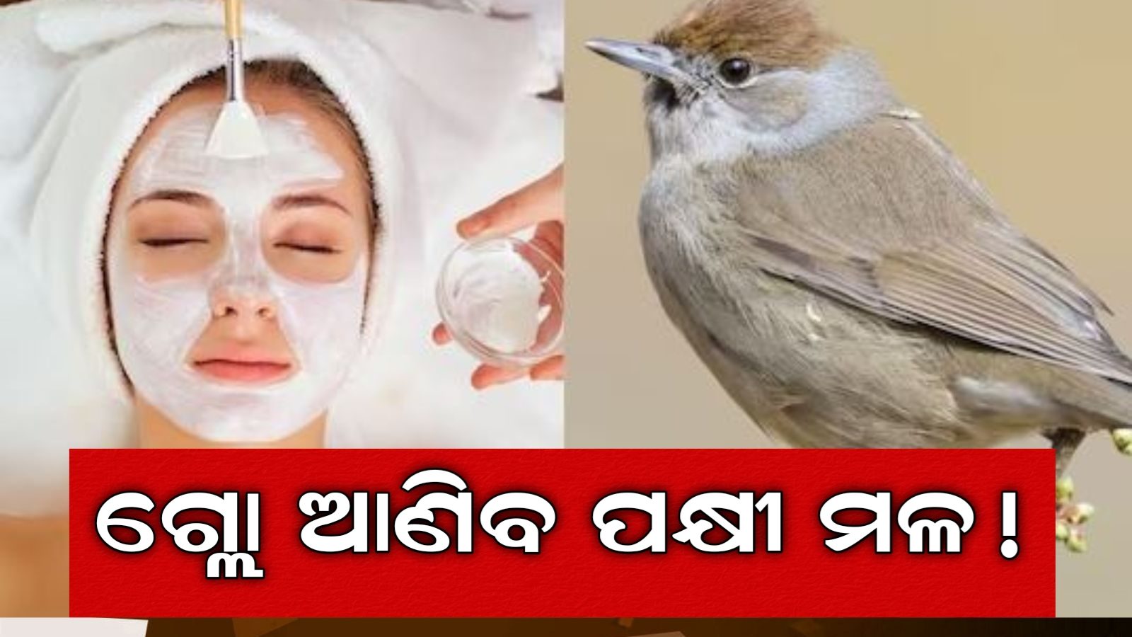 ମୁହଁରେ ଚମକ ଆଣିବ ପକ୍ଷୀ ମଳ! ସେଲେବ୍ରେଟି ବି କରୁଛନ୍ତି ଏହି ଫେସିଆଲ viral japan ...