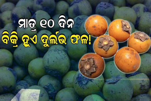 ବଜାରରେ ମାତ୍ର ୧୦ ଦିନ ବିକ୍ରି ହୁଏ ଏହି ଦୁର୍ଲଭ ଫଳ; ଅନେକ ରୋଗର ରାମବାଣ ମଧ୍ଯ ...