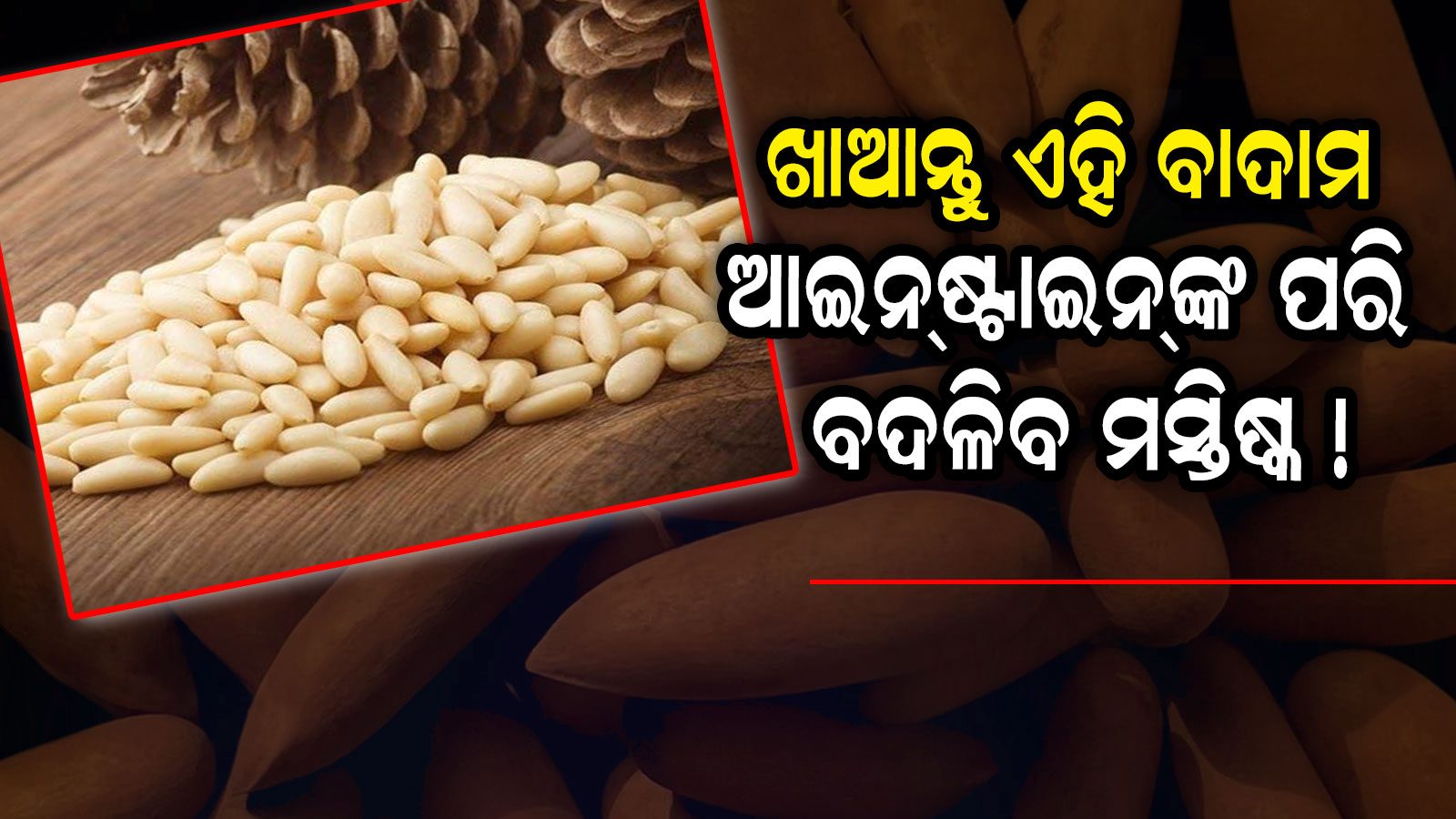 pine nuts is most expensive and healthy dry fruits good for health– News18 odia