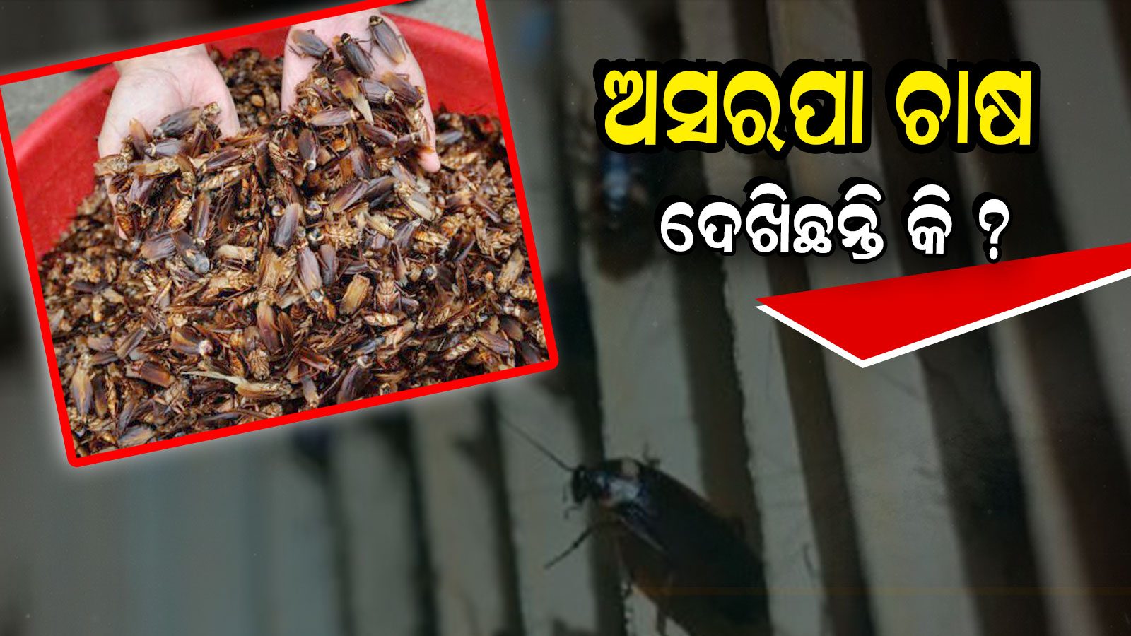 ଆପଣ କେବେ 'ଅସରପା ଚାଷ' ଦେଖିଛନ୍ତି କି ? ପ୍ରୋଟିନ୍ ପାଇଁ ଖାଉଛନ୍ତି ଲୋକ ...