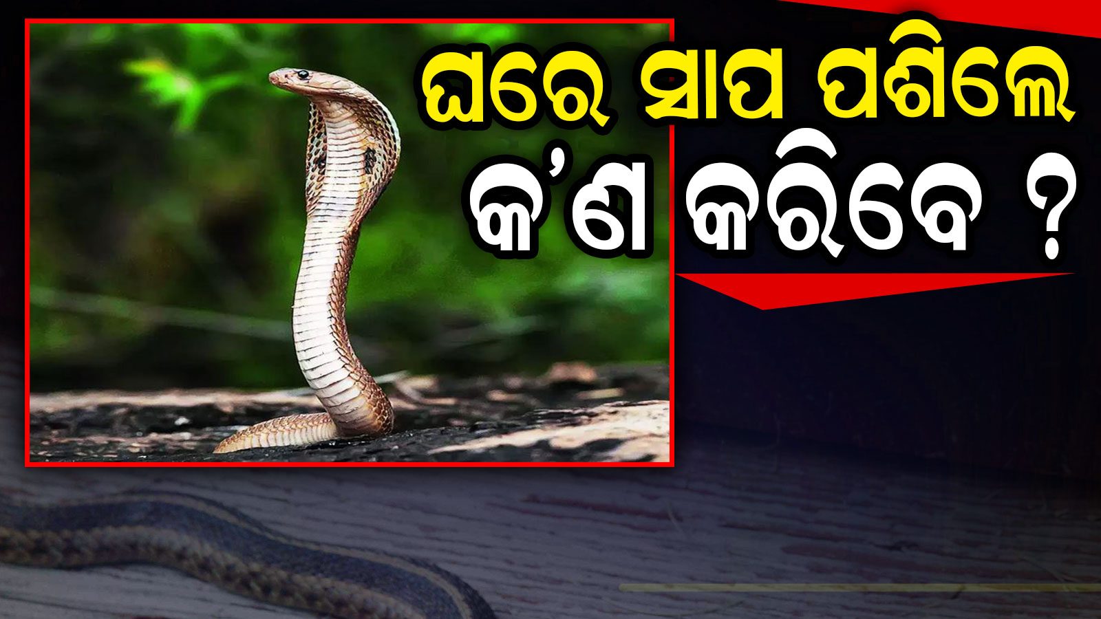 Snake: ଘରେ ସାପ ପଶିଲେ କଣ କରିବେ? ଆପଣାନ୍ତୁ ଏହି ସହଜ ଉପାୟ snake appears in ...
