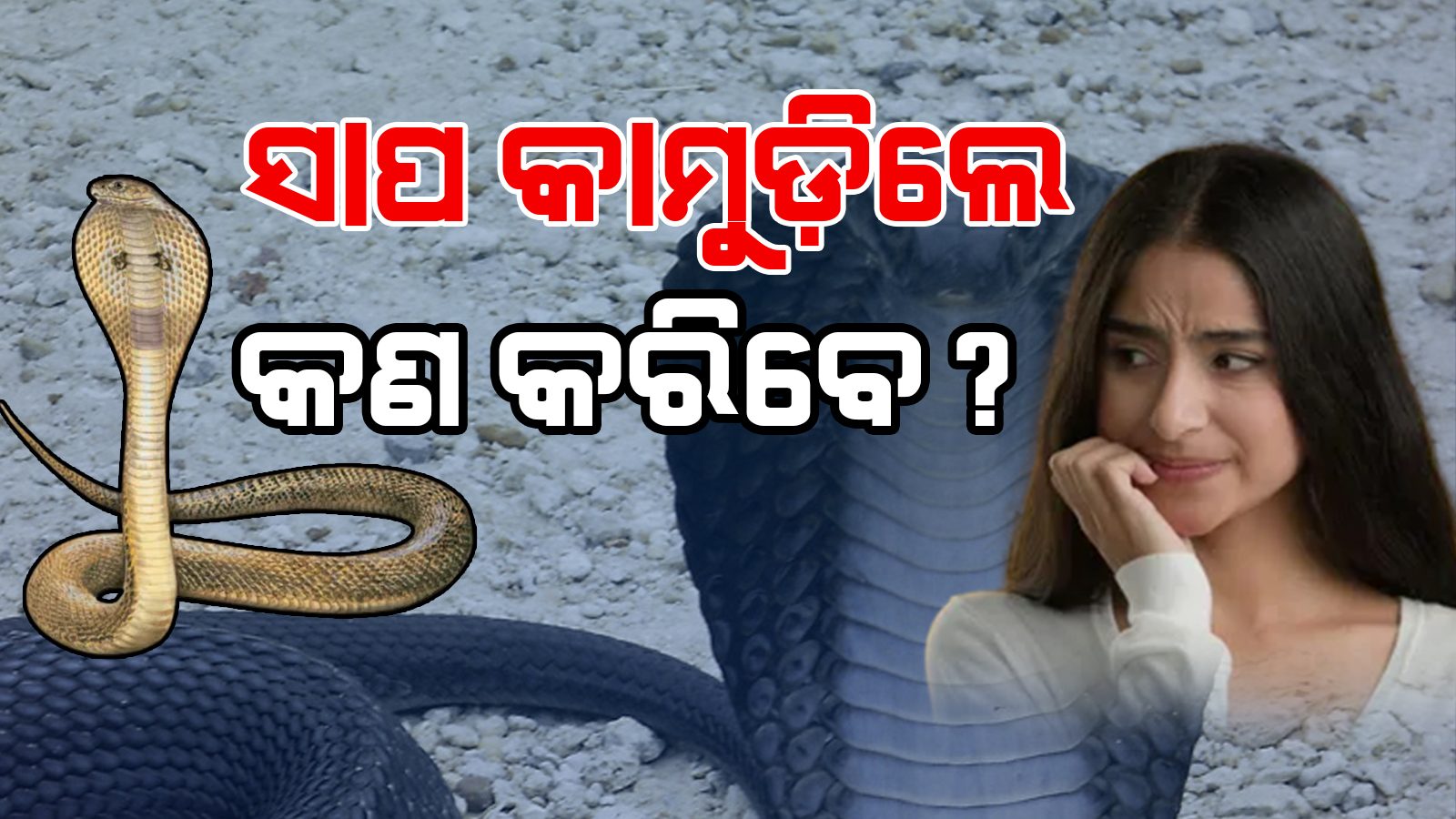 Snake Bite: ସାପ କାମୁଡ଼ିଲେ କଣ କରିବେ ? କରନ୍ତୁ ନାହିଁ ଏହ ଭୁଲ ନଚେତ୍‌ ହୋଇପାରେ ...