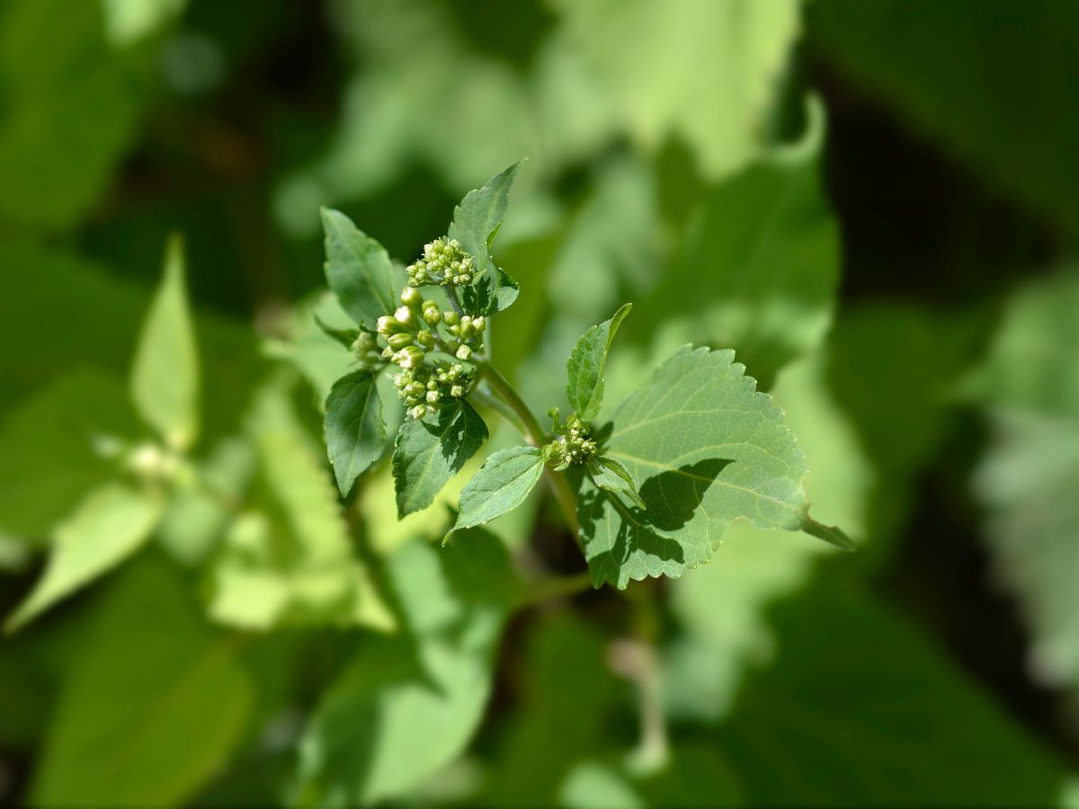 Snakeroot Plant: କେବଳ ଭାରତରେ ମିଳୁଛି ଏହି ଦୁର୍ଲଭ ଗଛ; ଦେହ ପାଇଁ ଅମୃତ ...