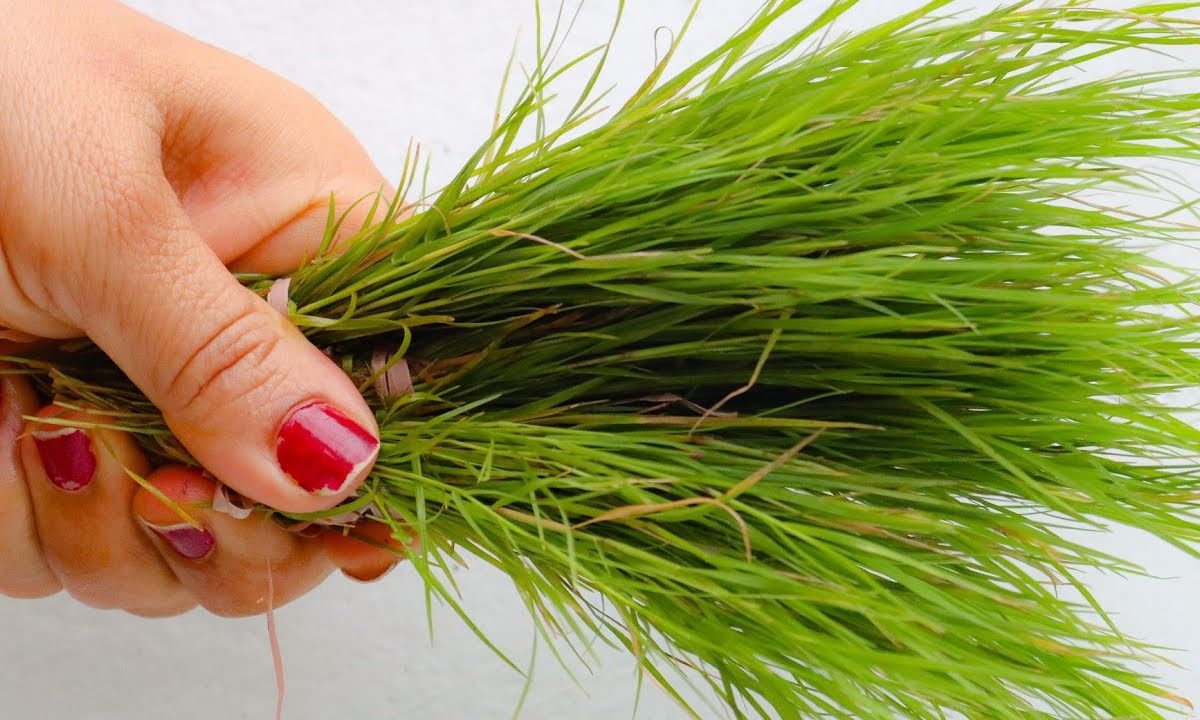 Druva Grass: ଦୁବ ଘାସର ଚମତ୍କାରୀ ଗୁଣ; ପ୍ରତିଦିନ ଖାଆନ୍ତୁ ଓ ଲାଭ ପାଆନ୍ତୁ ...