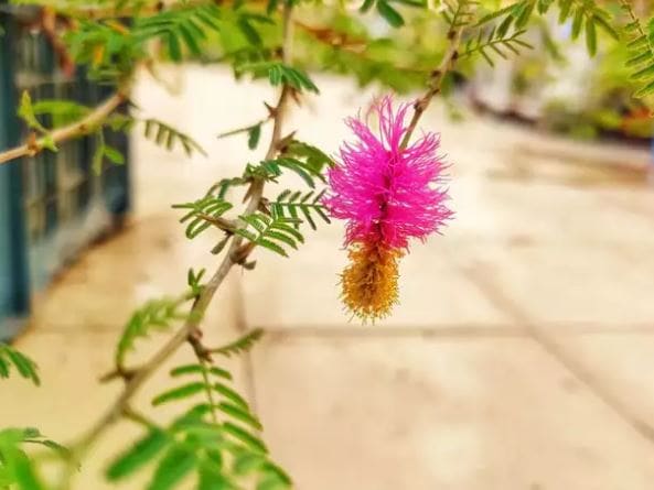 ଏହି ଗଛର ପୂଜା କରୁଥିଲେ ପ୍ରଭୁ ରାମ; ଘରେ ଲଗାଇଲେ ସବୁ ସମସ୍ୟା ଦୂର କରିବେ ଶନି ଦେବ ...