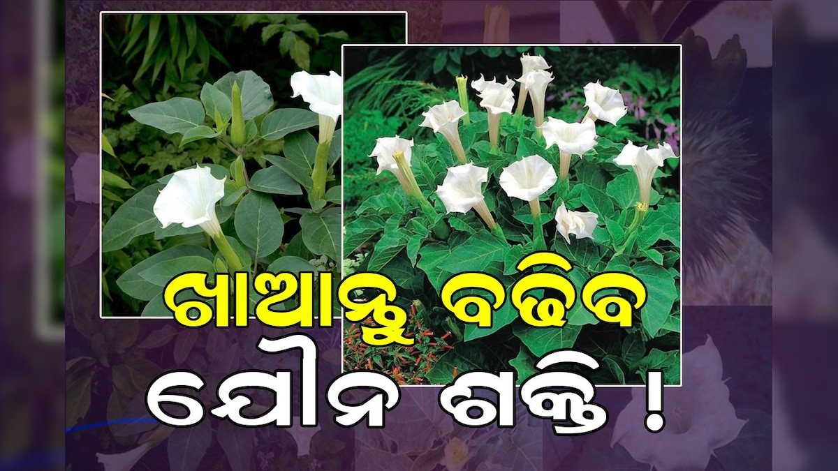 Health Tips: ପୁରୁଷଙ୍କ ଯୌନ ଶକ୍ତି ବଢାଏ ଏହି ଫୁଲ; ହ୍ରାସ ହୁଏ ଗଣ୍ଠି ଯନ୍ତ୍ରଣା ...