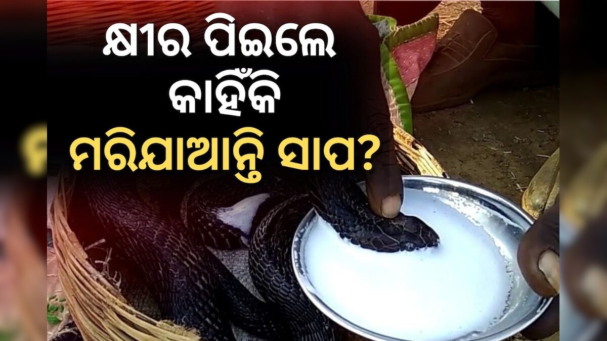 କ୍ଷୀର ପିଇଲେ କାହିଁକି ମରିଯାଆନ୍ତି ସାପ? Why does a snake die after drinking ...