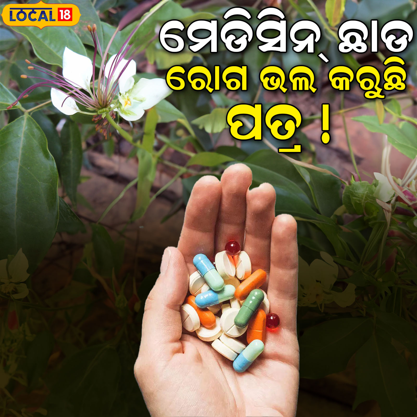 health Tips: ପତ୍ର ନୁହେଁ ମହୌଷଧି , କୋଷ୍ଠ କାଠିନ୍ୟ ଠାରୁ ବ୍ଲଡପେସର ସବୁ ହେଉଛି ...
