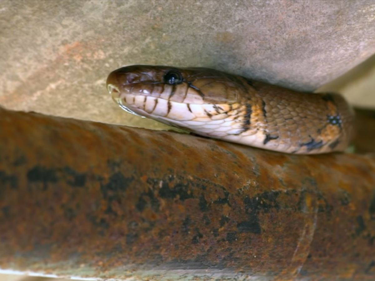 Snake Village: ଏକାଠି ରହନ୍ତି ସାପ-ମଣିଷ; ପରିବାର ସଦସ୍ୟଙ୍କ ଭଳି ଘରେ ରୁହନ୍ତି ...