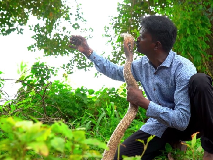 Snake Village: ଏକାଠି ରହନ୍ତି ସାପ-ମଣିଷ; ପରିବାର ସଦସ୍ୟଙ୍କ ଭଳି ଘରେ ରୁହନ୍ତି ...