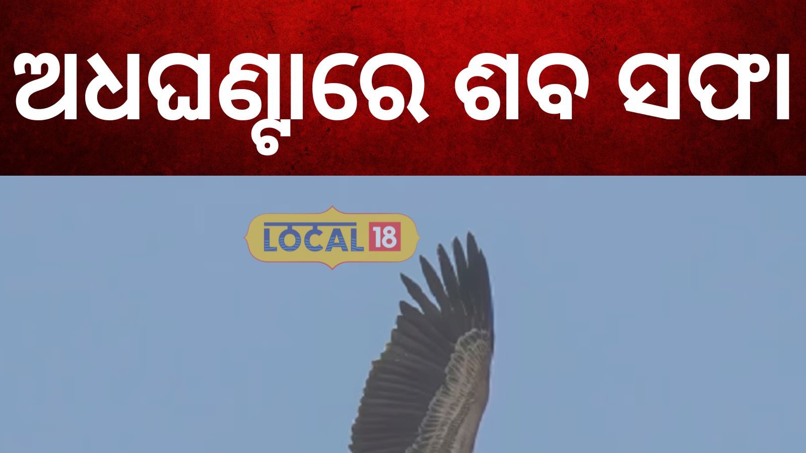 Knowledge Story:ଶାଗୁଣା କେତେ ଦିନରେ ଏକ ମୃତ ଶରୀରକୁ ଖାଇଥାଏ ? how much time ...