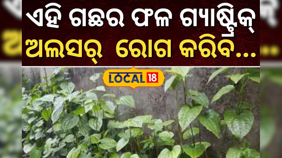 Health Tips: ଏହି ଗଛର ଫଳ ଗ୍ୟାଷ୍ଟ୍ରିକ୍ ଅଲସର୍ କରିଦେବ ଦୂର ! medicinal ...