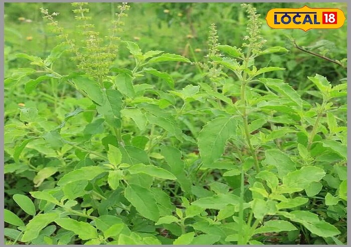 Dengu: ଡେଙ୍ଗୁ ମଶାଠୁ ବଞ୍ଚିବା ପାଇଁ ଘରେ ଲଗାନ୍ତୁ ଏହି ଗଛ, ସାପ-ବିଛା ବି ରହିବେ ...