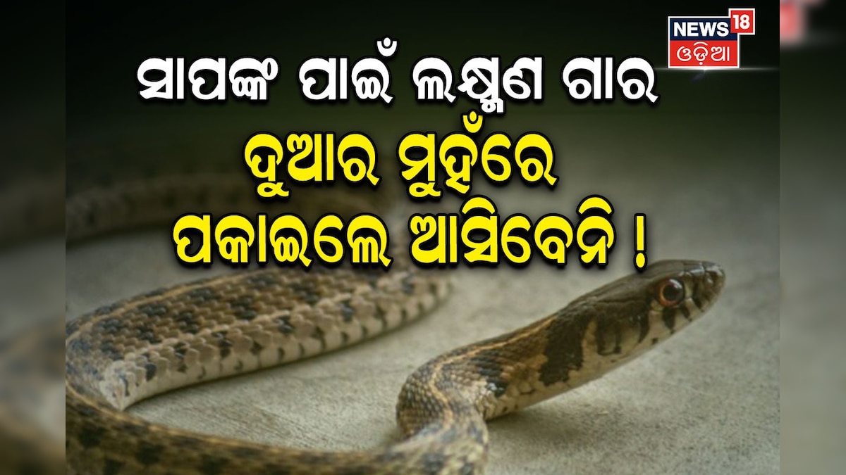 ସାପଙ୍କ ପାଇଁ ଲକ୍ଷ୍ମଣଗାର ଏହି ୮ଟି ଜିନିଷ! ବୁନ୍ଦାଏ ପକାଇଲେ ଘର ଦୁଆର ଉପରକୁ ...