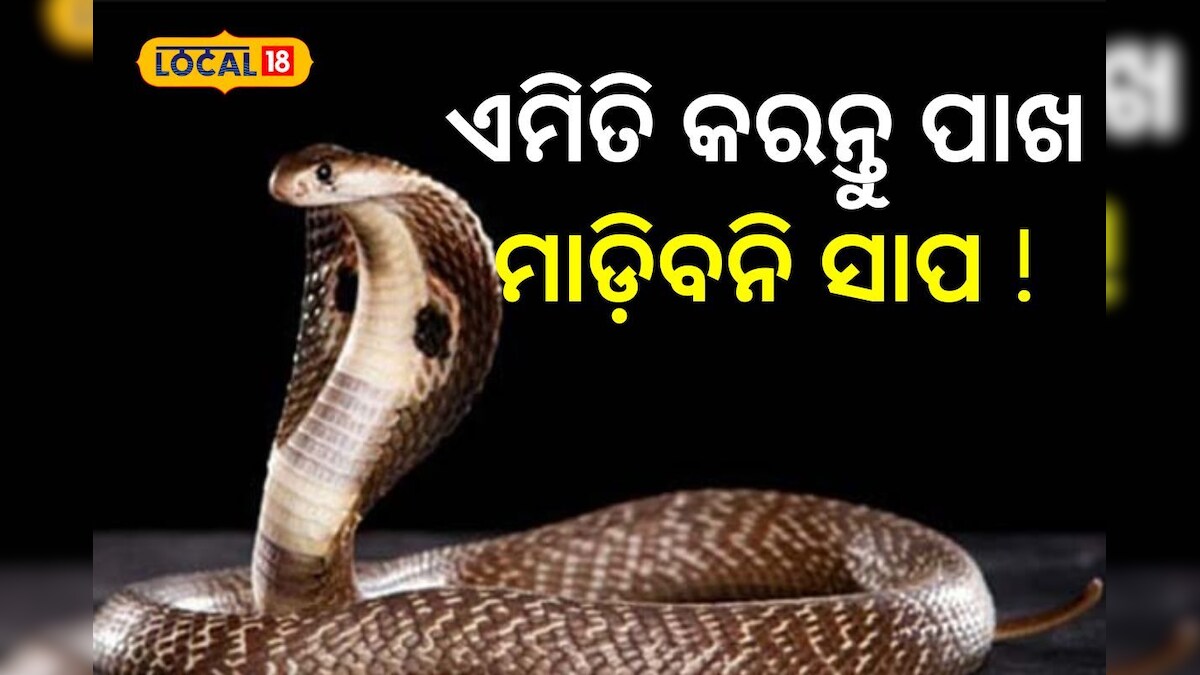 Snake: ଏମିତି କରନ୍ତୁ ପାଖ ମାଡ଼ିବନି ସାପ ! how to repel snakes how this ...