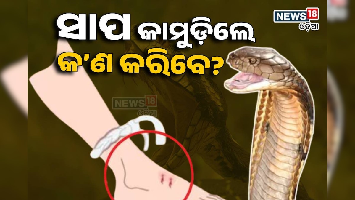 Snake Bite: ସାପ କାମୁଡିଲେ ତୁରନ୍ତ କଣ କରିବେ? ଜାଣନ୍ତୁ, ନିହାତି କେବେ କାମରେ ...