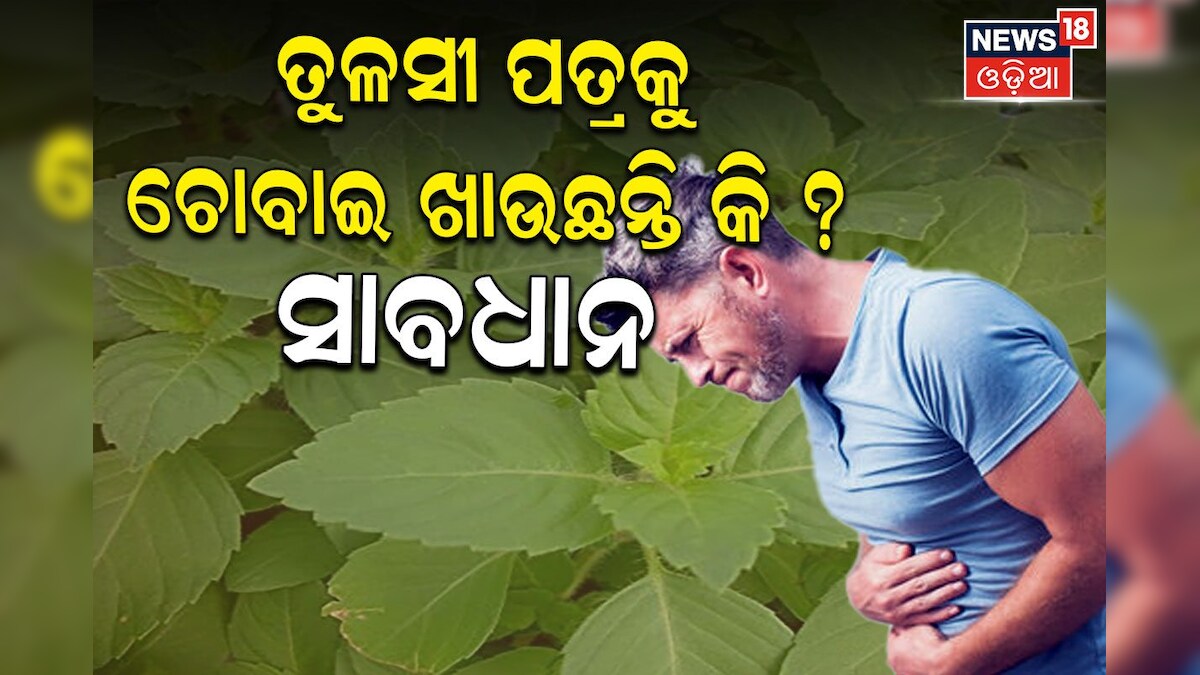 Tulsi: କାହିଁକି ଚୋବାଇ ଖାଆନ୍ତିନି ତୁଳସୀ ପତ୍ର? ଯଦି ଖାଇବେ...what happens if ...