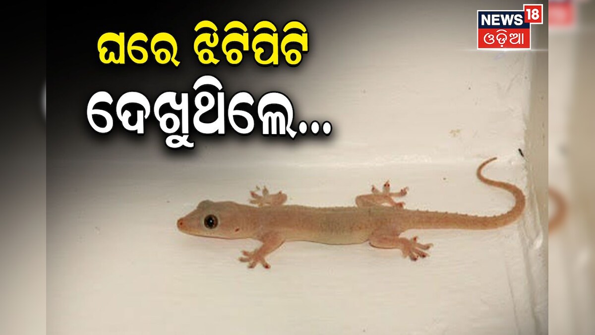 ଘରେ ଝିଟିପିଟି ରହିବା ଶୁଭ କି ଅଶୁଭ? କାନ୍ଥ ଉପରେ ଦେଖୁଥିଲେ ଜାଣନ୍ତୁ କଣ କରିବେ ...