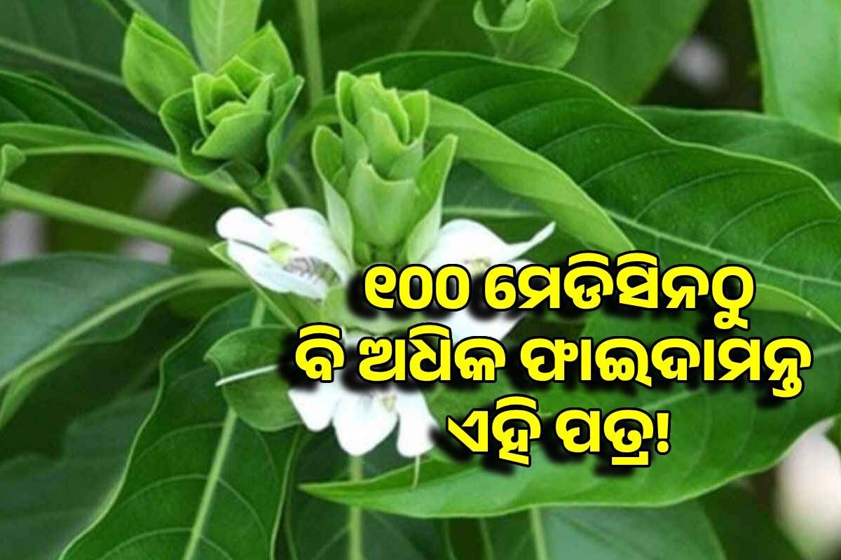 Health Tips: ଗଣ୍ଠି ଯନ୍ତ୍ରଣା ଭୋଗୁଛନ୍ତି କି? ଥରେ ଖାଆନ୍ତୁ ଏହି ପତ୍ରର ରସ ...