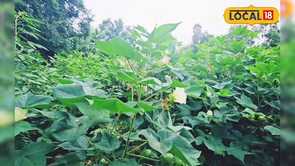Kapa farming low investment heavy profit know here – News18 ଓଡିଆ