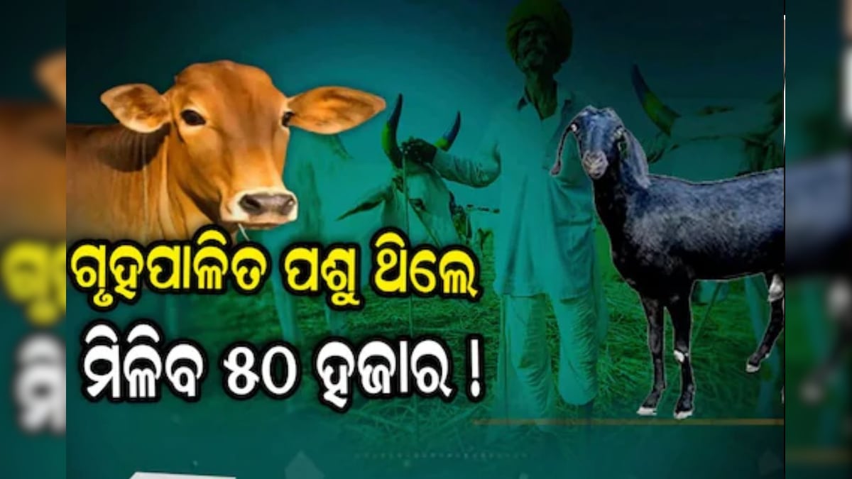 Domestic Animal: ଗୃହପାଳିତ ପଶୁ ଅଛି କି ? ମିଳିବ ୫୦ ହଜାର ପର୍ଯ୍ୟନ୍ତ ଫାଇଦା ...