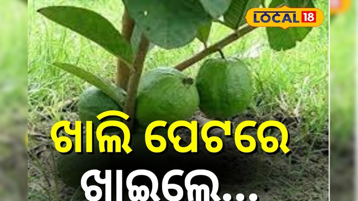 Health Tips: ସକାଳେ ଖାଲି ପେଟରେ ପିଜୁଳି ପତ୍ର ଖାଇବାର ଫାଇଦା ! ଜାଣିଲେ ...