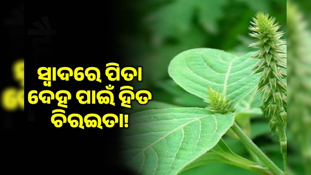 ମୂତ୍ର ଜନିତ ସମସ୍ୟାଠୁ ସାପ କାମୁଡା ଯାଏ; ଏହି ଲାଭକାରୀ ଗଛ ବାବଦରେ ଅଧେ ...