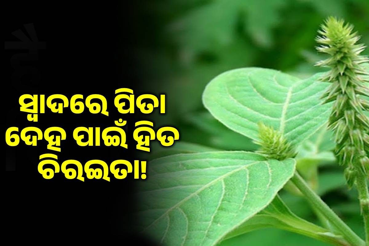 ମୂତ୍ର ଜନିତ ସମସ୍ୟାଠୁ ସାପ କାମୁଡା ଯାଏ; ଏହି ଲାଭକାରୀ ଗଛ ବାବଦରେ ଅଧେ ...