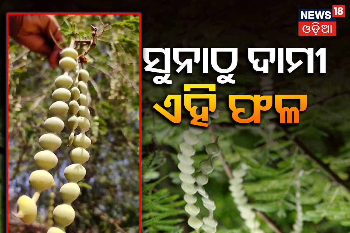Babool Tree: ସୁନାଠୁ ଅଧିକ ମୂଲ୍ୟବାନ ଏହି ଗଛର ଫଳ; ଶରୀର ପାଇଁ ବି ରାମବାଣ ସଦୃଶ...