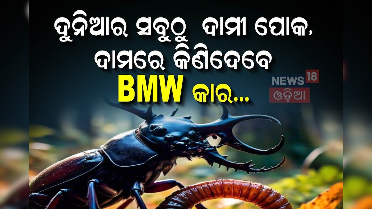 Expensive: ଦୁନିଆର ସବୁଠୁ ଦାମୀ ପୋକ; ଯାହାର ମୂଲ୍ୟରେ କିଣିଦବେ BMW କାର Stag ...